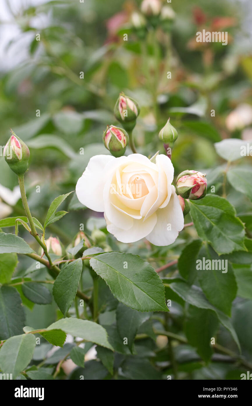 Lichfield angel rose hi-res stock photography and images - Alamy