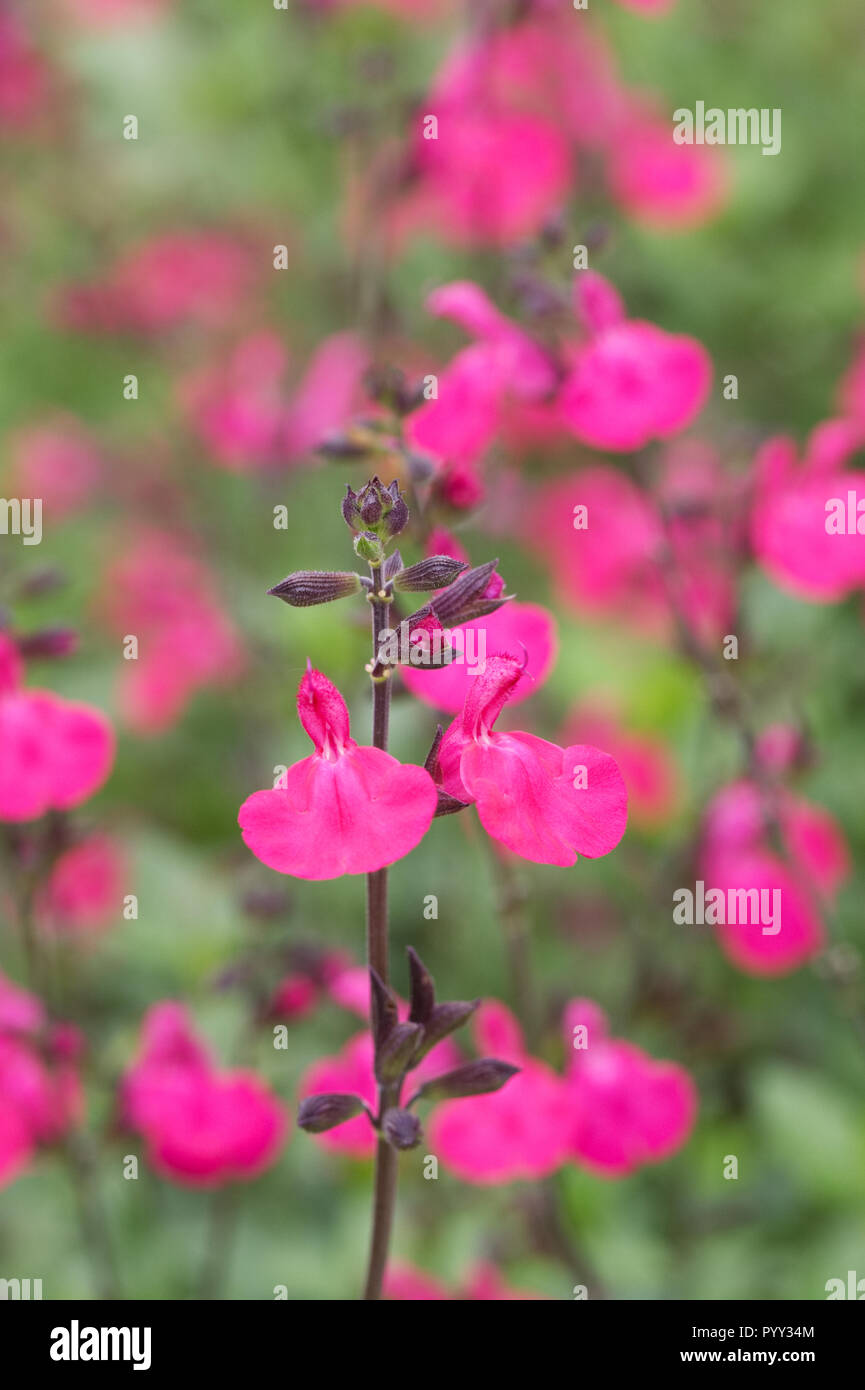 Salvia microphylla flowers Stock Photo - Alamy