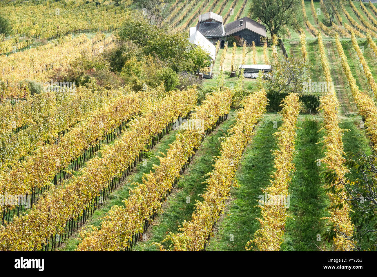 Autumn colors of the vineyard on the hillside of Kahlenberg Hill near ...