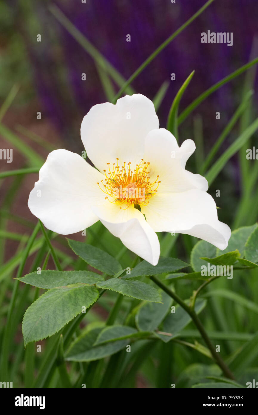 Garden plant close up close portrait single rose shrub hi-res stock ...