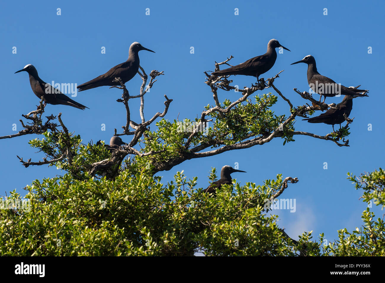 Lava gulls (Larus fuliginousus) on a tree, Bird Island, Tikehau ...