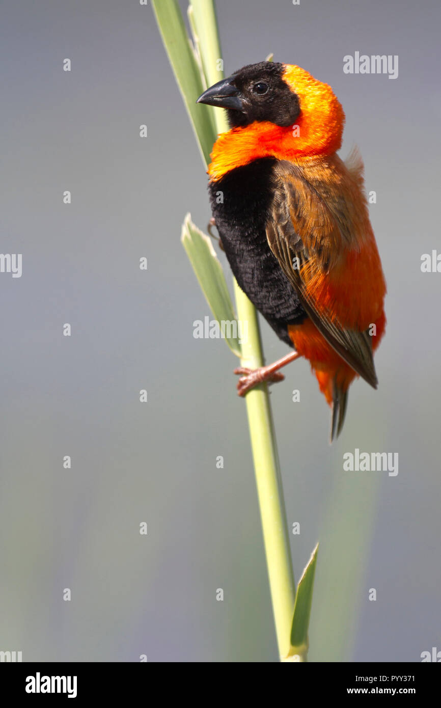 Southern Red Bishop (Euplectes orix), Pilanesberg Game Reserve, South ...