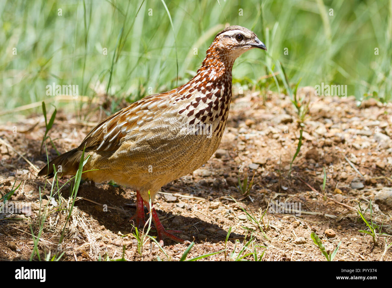 Crested francolin (Francolinus sephaena), standing on the ground ...