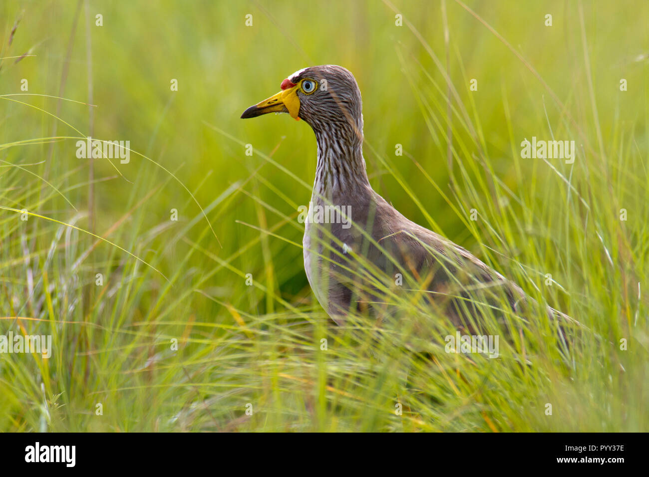 African wattled lapwing (Vanellus senegallus) in grass, Pilanesberg ...