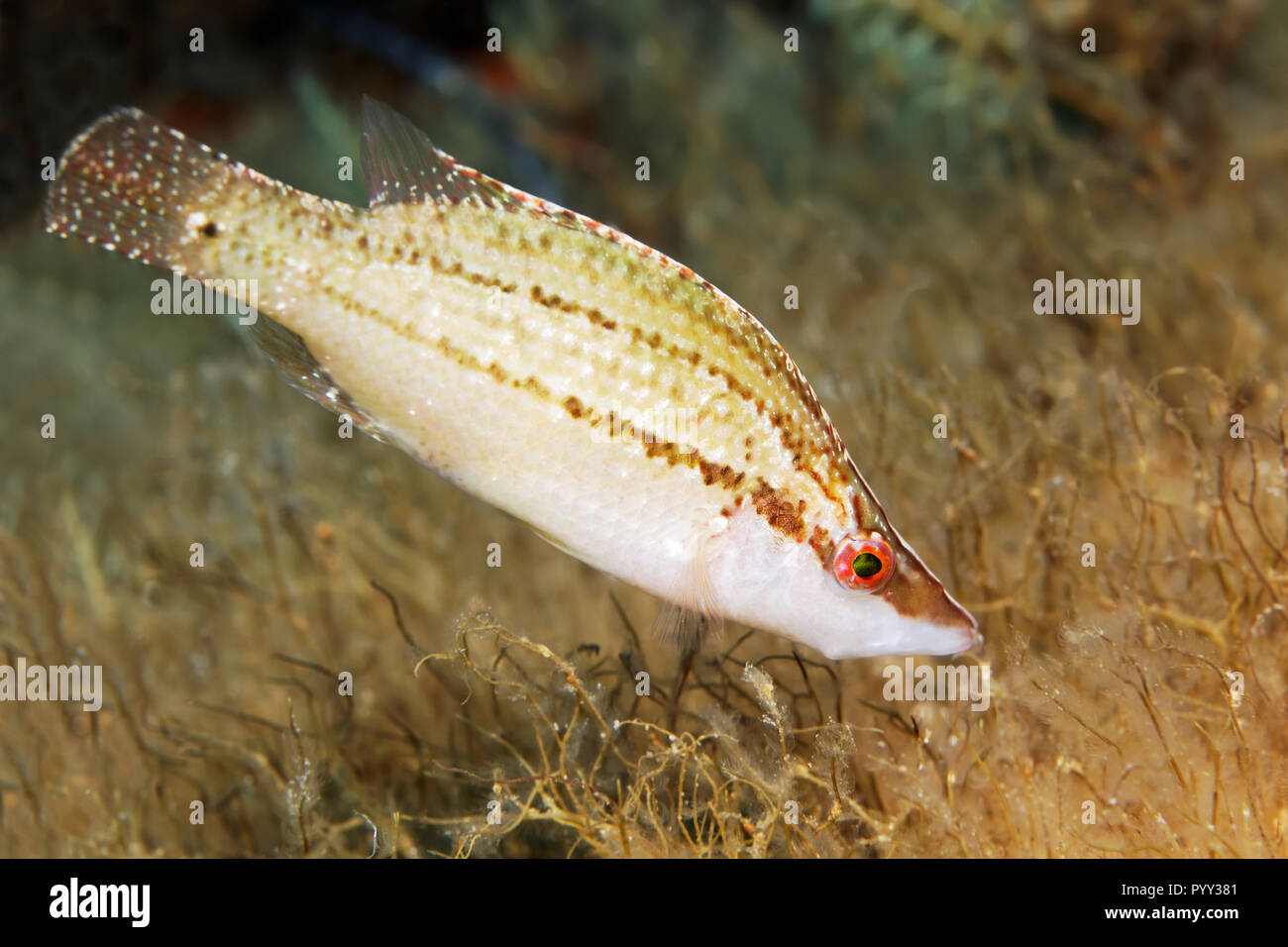 Pointed snout wrasse symphodus rostratus hi-res stock photography and ...