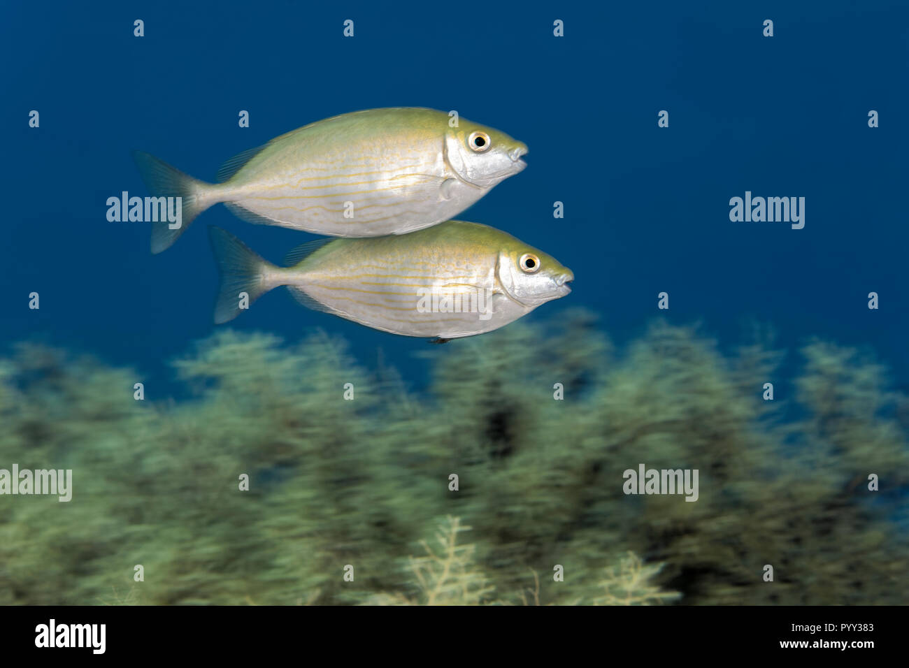 Pair dusky spinefoot (Siganus luridus), Mediterranean Sea, Southern ...