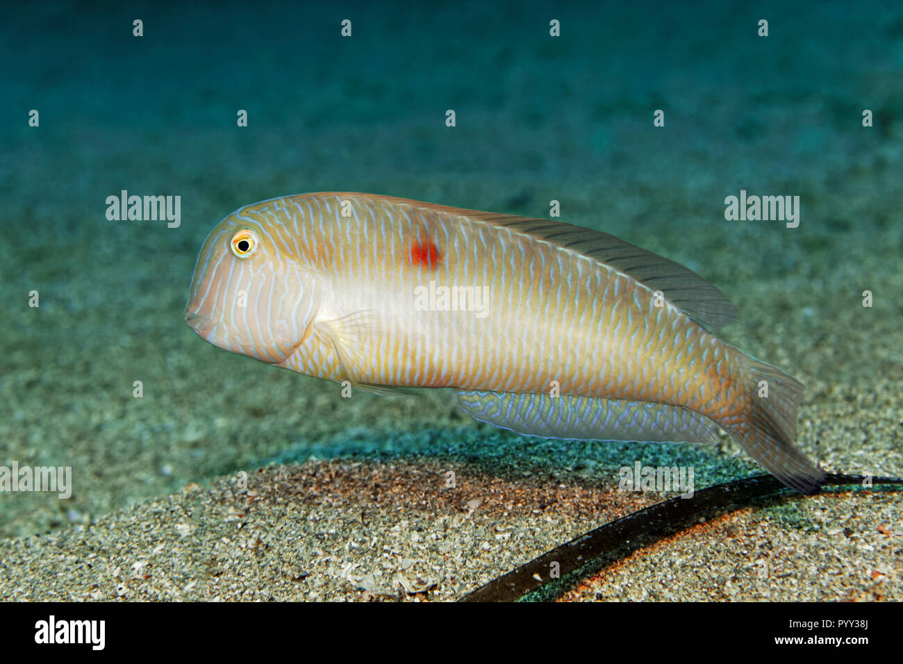 Pearly razorfish (Xyrichtys novacula), Mediterranean Sea, Southern ...