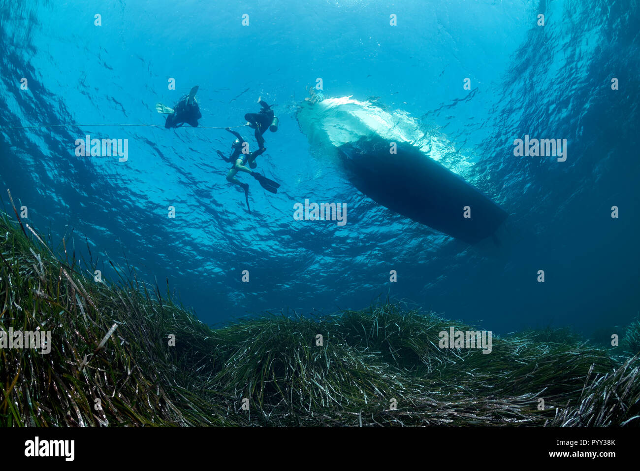 Divers dive on rope, Diving boat, Neptune Grass (Posidonia oceanica ...