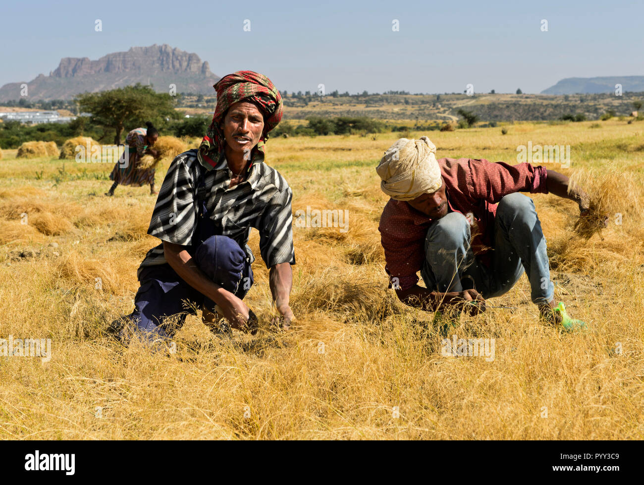 Farmers harvesting Teff (Eragrostis tef) with the sickle, Hawzien ...