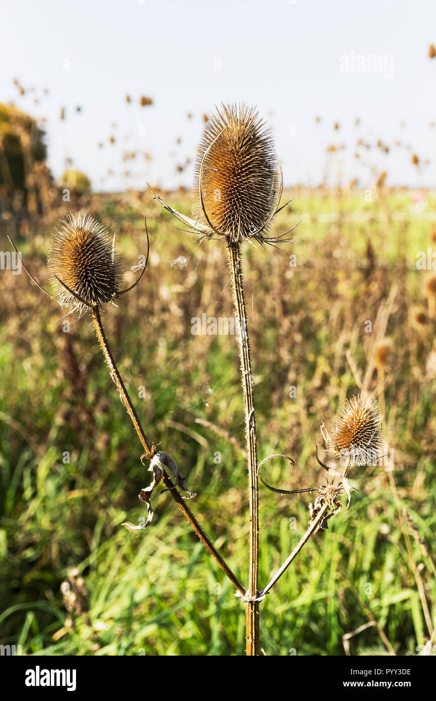 Ornamental Teasel High Resolution Stock Photography and Images - Alamy