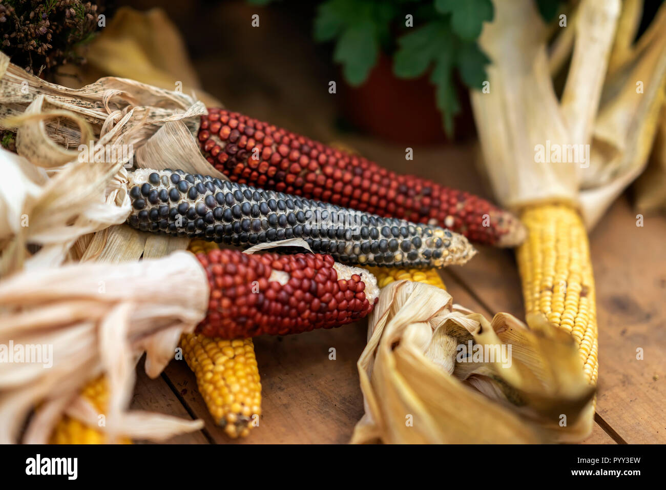 Different colors of corn hi-res stock photography and images - Alamy