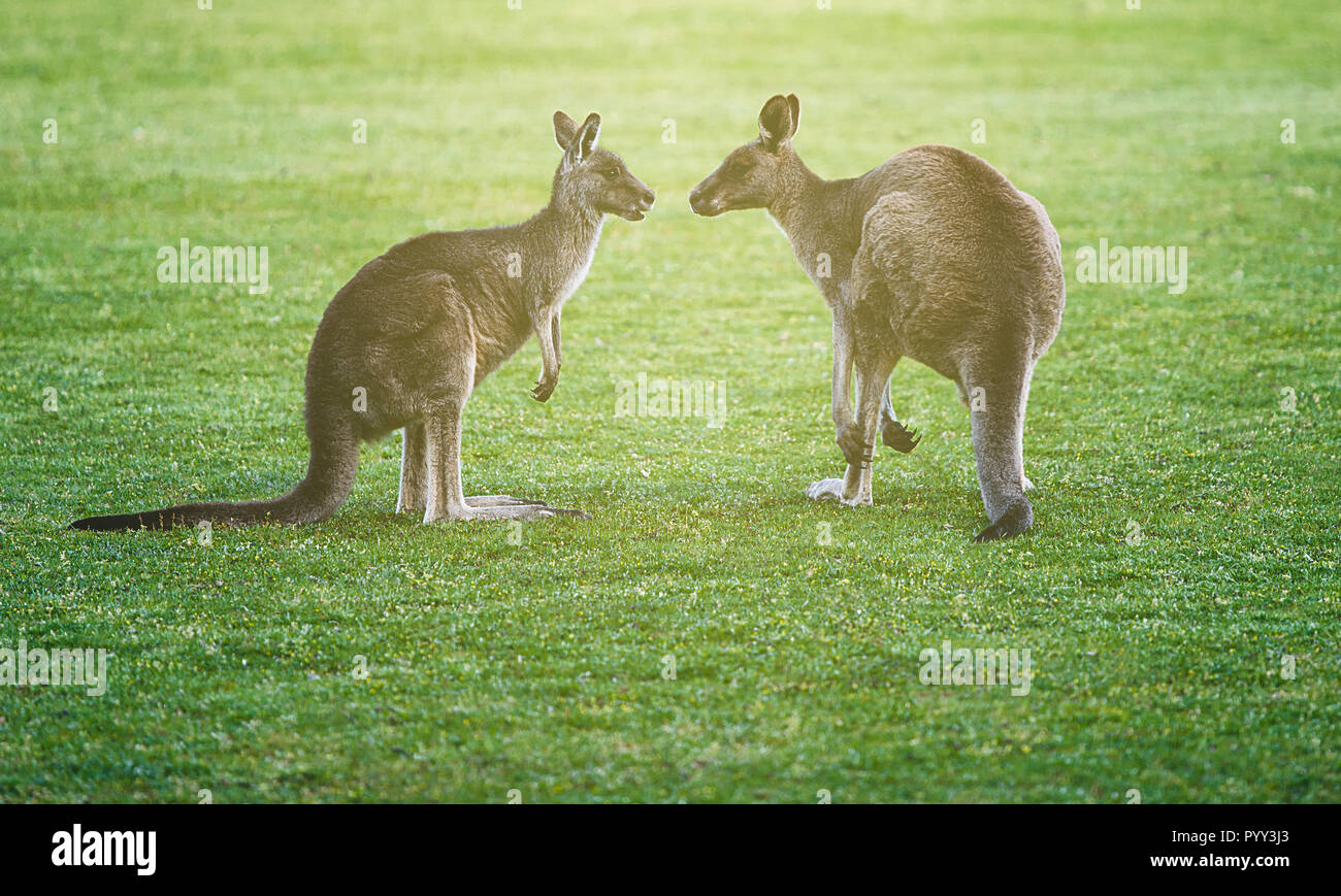 Kangaroo couple hi-res stock photography and images - Alamy