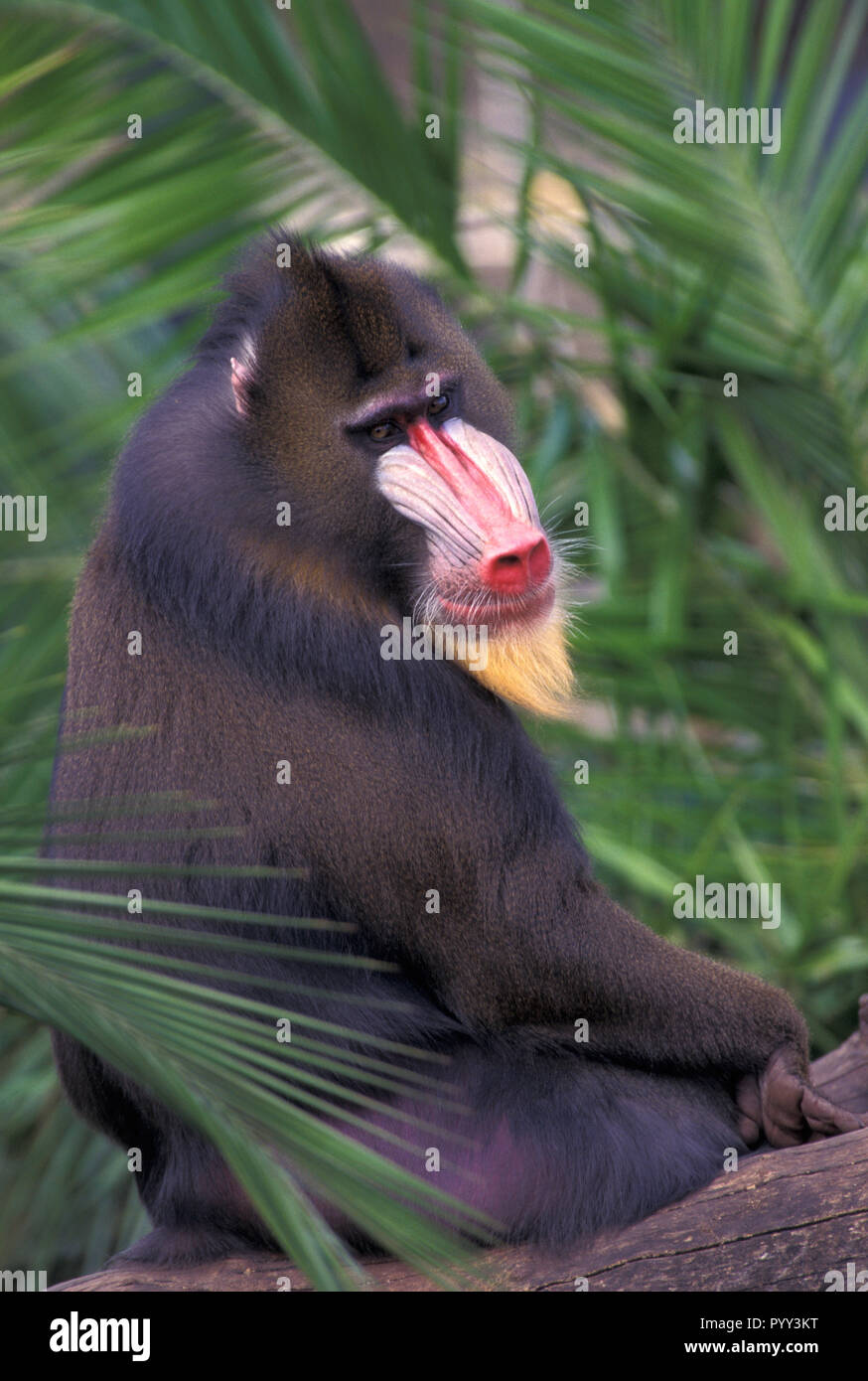 NOT 1033698 MANDRILL Mandrillus sphinx Old-world monkeys Stock Photo ...