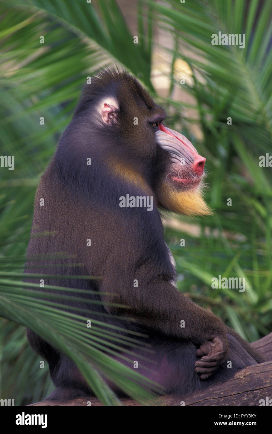 NOT 1033704 MANDRILL Mandrillus sphinx Old-world monkeys Stock Photo ...