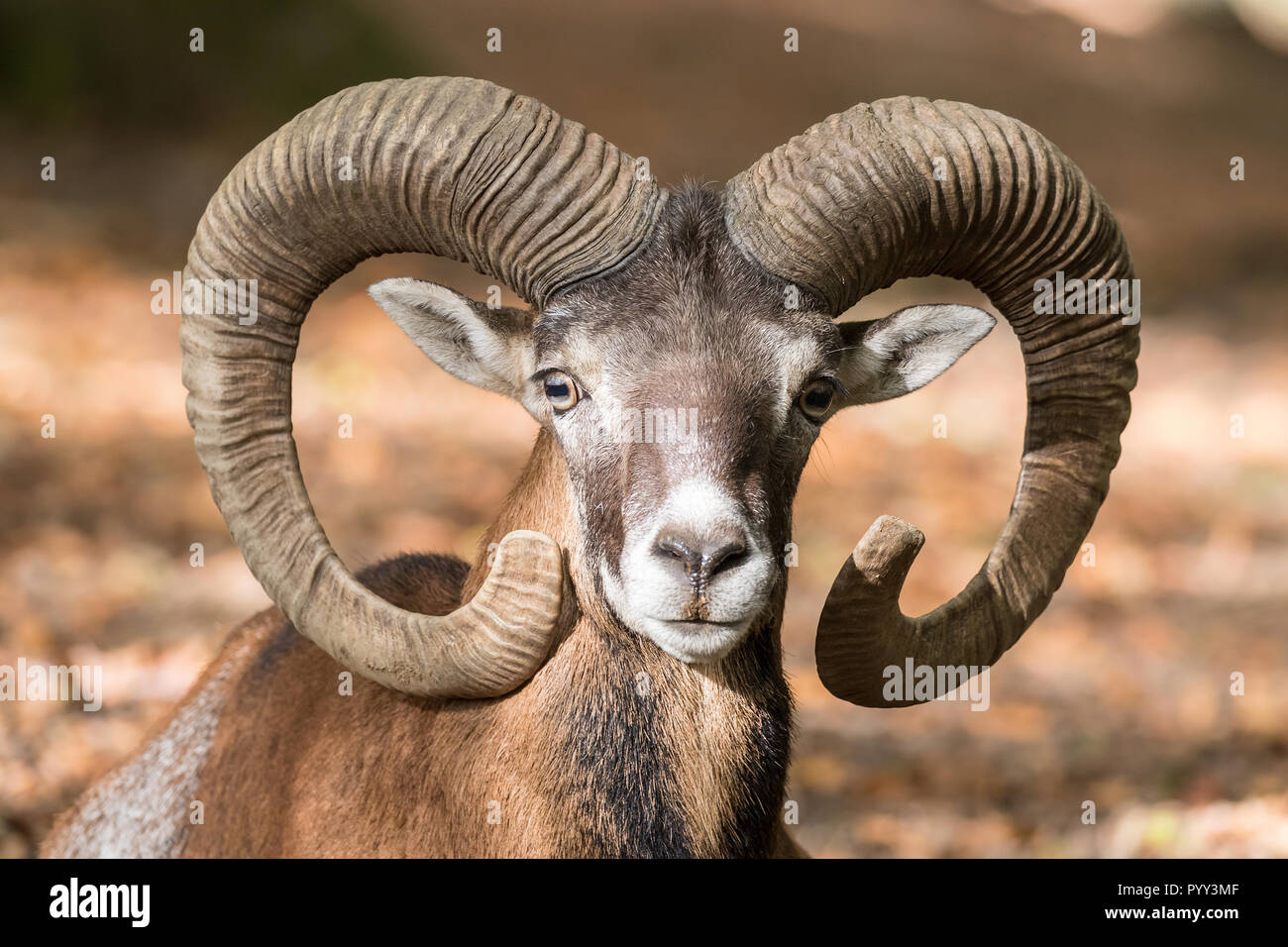 European mouflon (Ovis orientalis musimon), ram lying on forest ground ...
