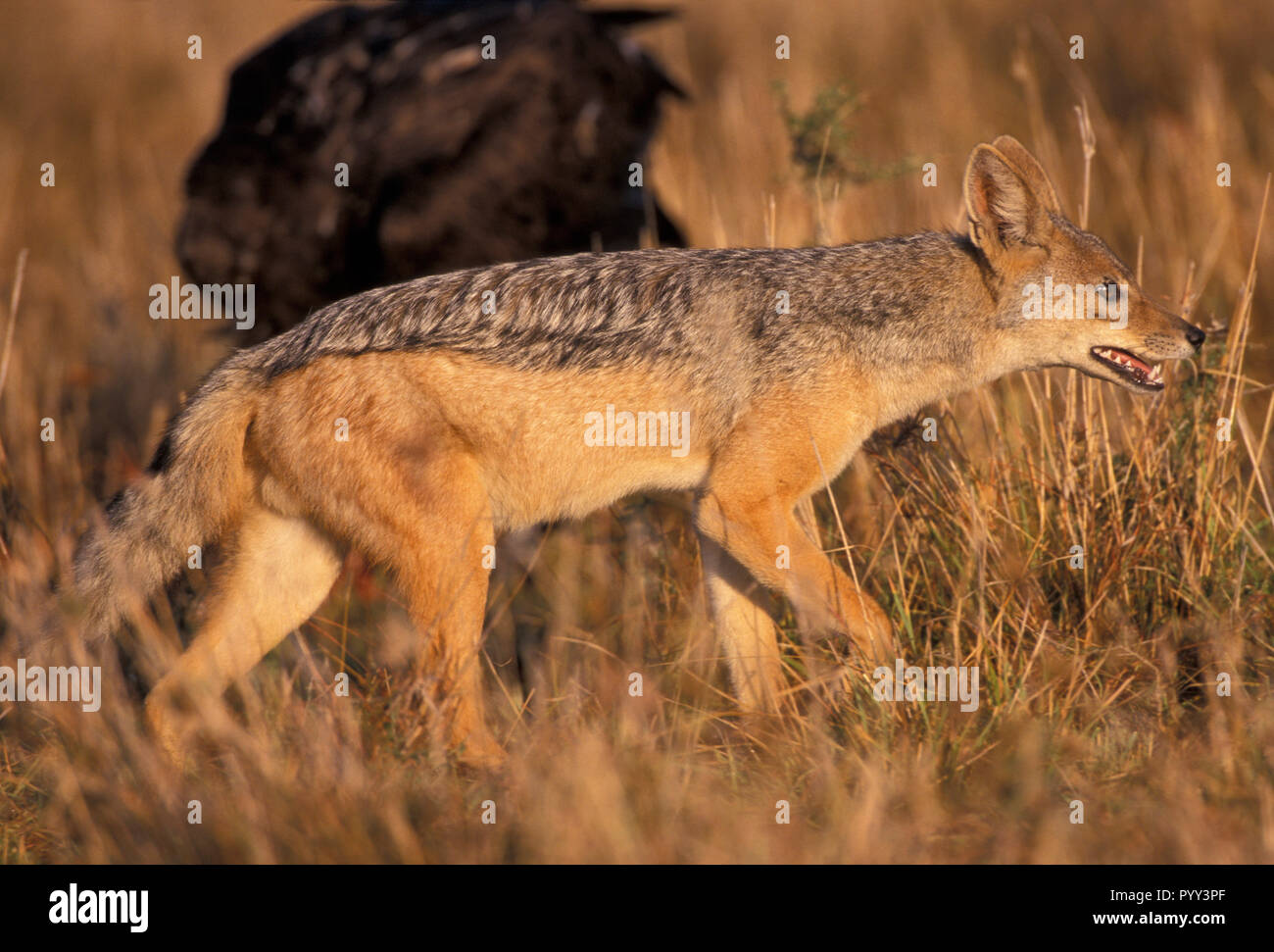 NOT 1216460 BLACK BACKED JACKAL Canis mesomelas Silver-backed Jackal Masai Mara Game Reserve ...
