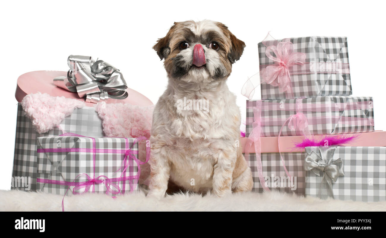 Shih Tzu sitting with Christmas gifts in front of white background ...