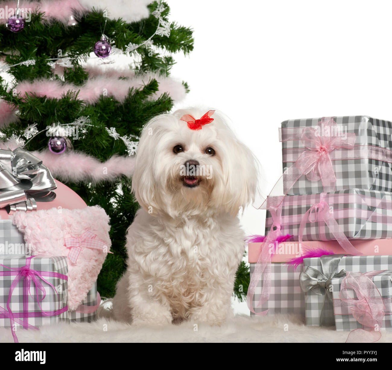 Maltese, 3 years old, sitting with Christmas tree and gifts in front of ...