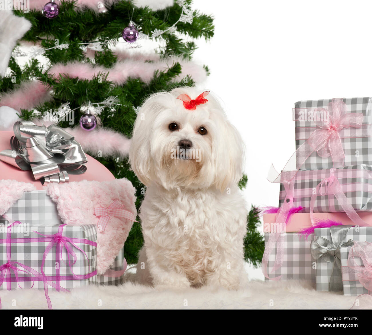 Maltese, 3 years old, sitting with Christmas tree and gifts in front of ...