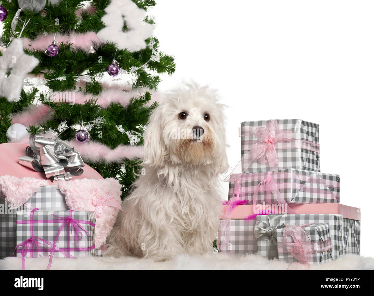 Maltese, 2 years old, sitting with Christmas tree and gifts in front of ...
