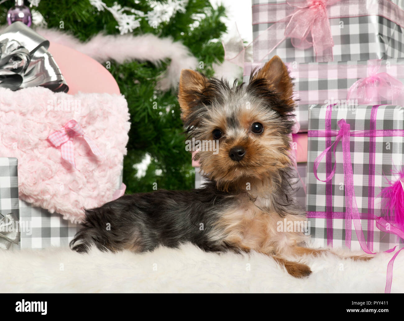 Yorkshire Terrier puppy, 3 months old, lying with Christmas gifts in ...