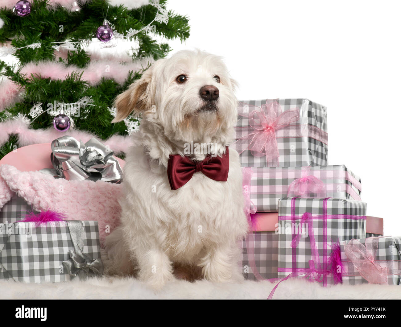 Maltese, 2 years old, sitting with Christmas tree and gifts in front of ...