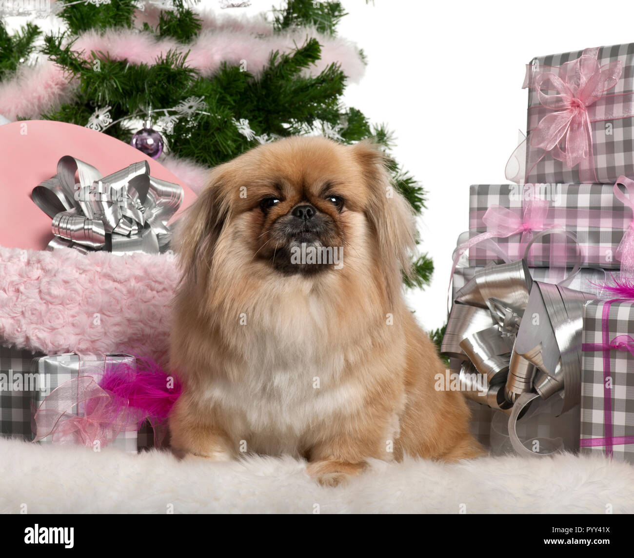 Pekingese dog in christmas hi-res stock photography and images - Alamy