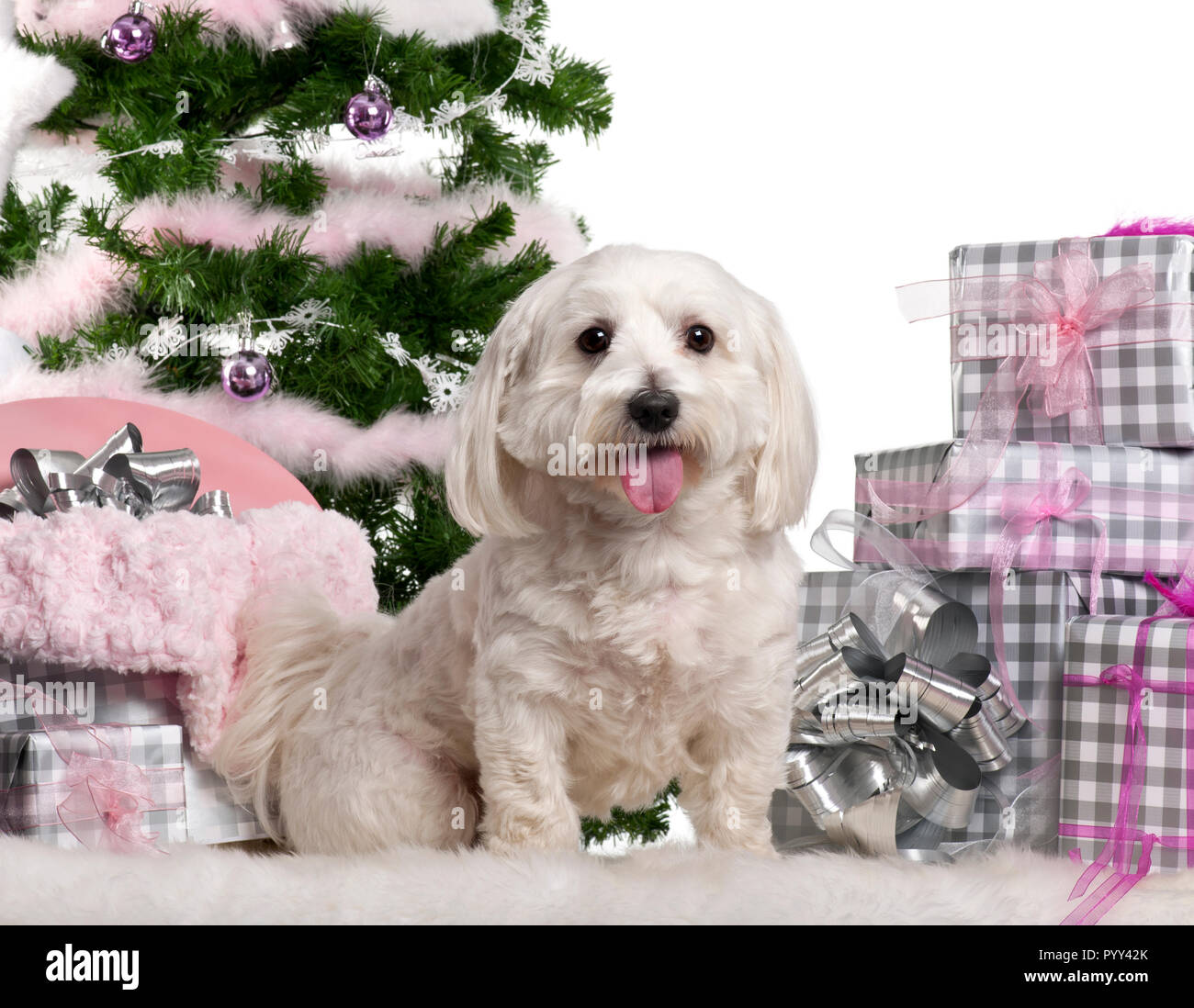 Maltese, 3 years old, sitting with Christmas tree and gifts in front of ...