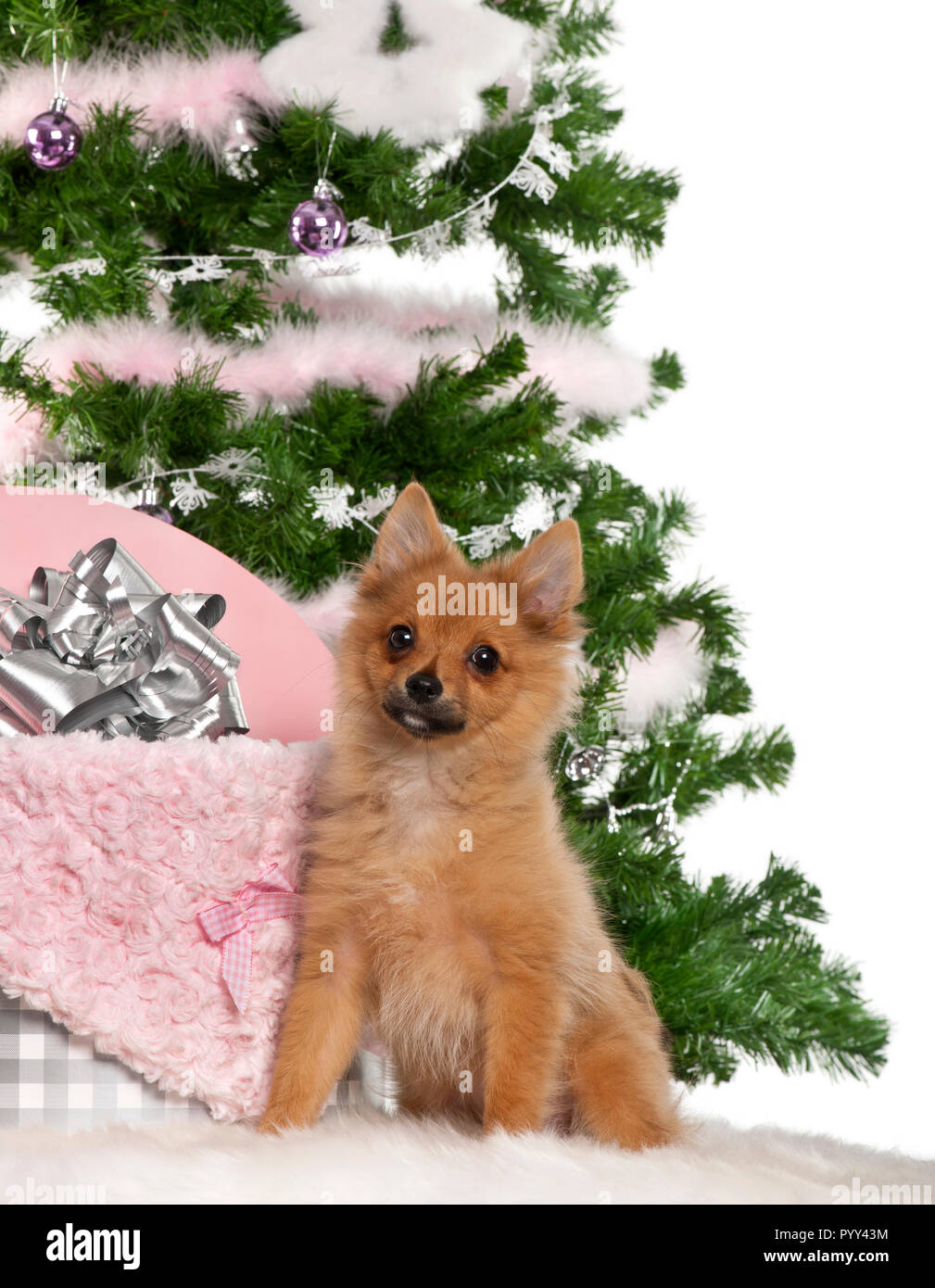Japanese Spitz puppy, 4 months old, sitting with Christmas tree and ...