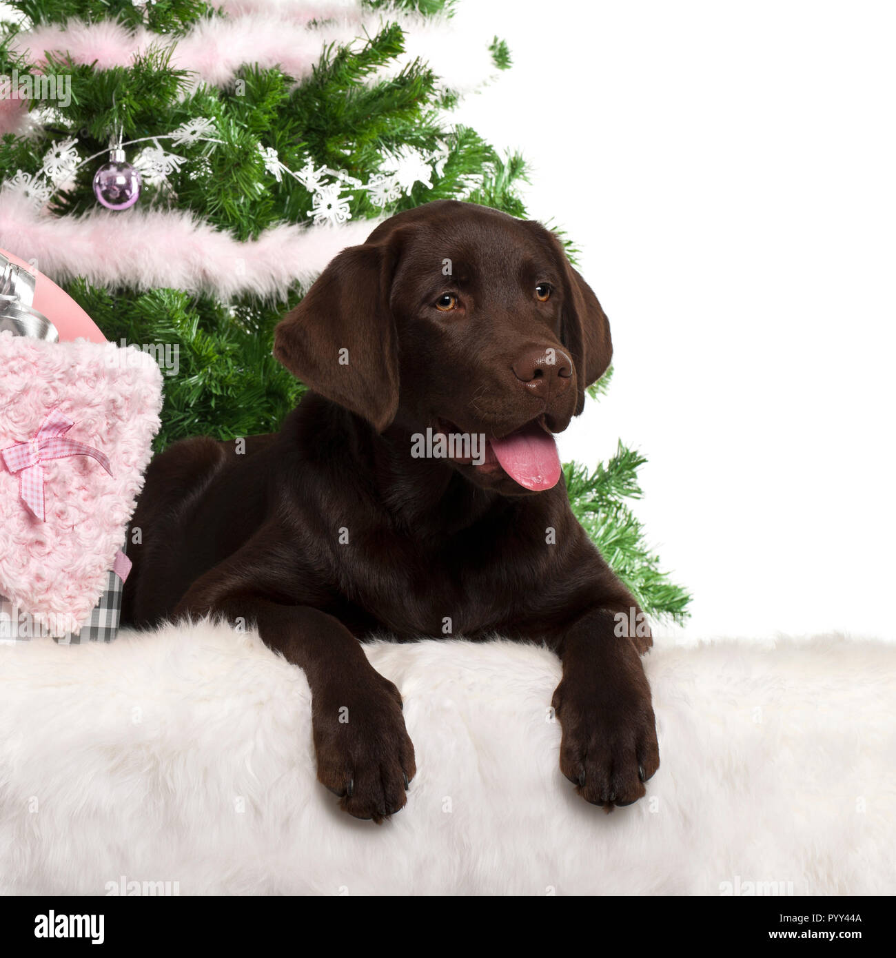 Christmas Lab Puppy Wallpaper