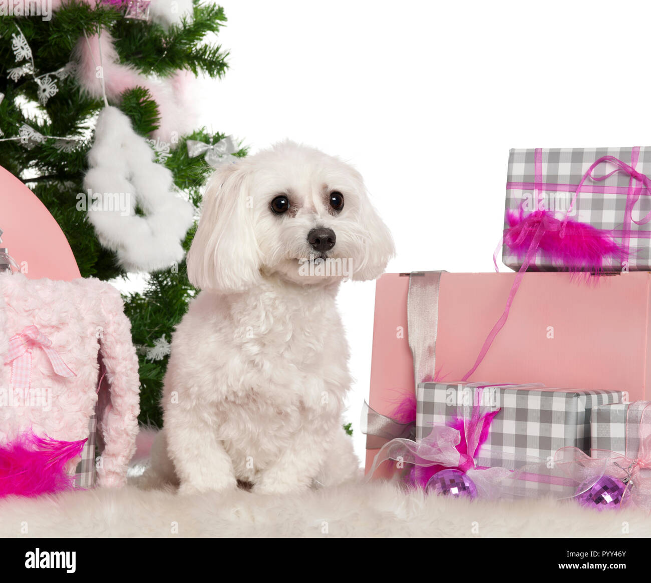 Maltese, 2 years old, with Christmas tree and gifts in front of white ...