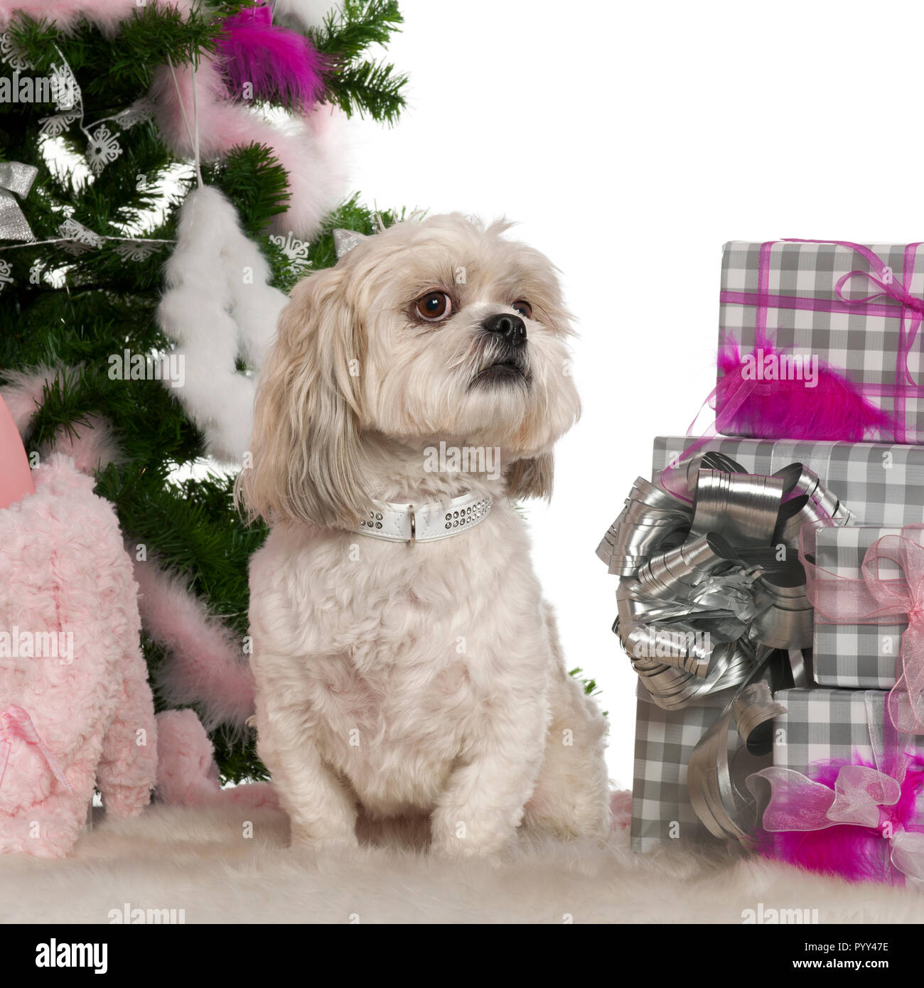 Shih Tzu, 4 years old, with Christmas tree and gifts in front of white ...