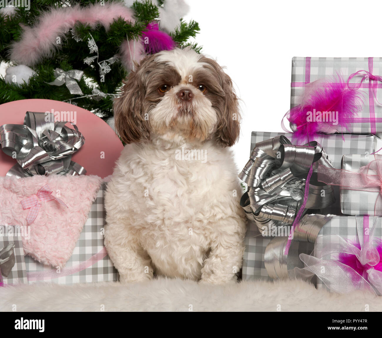 Shih Tzu, 3 years old, with Christmas tree and gifts in front of white ...