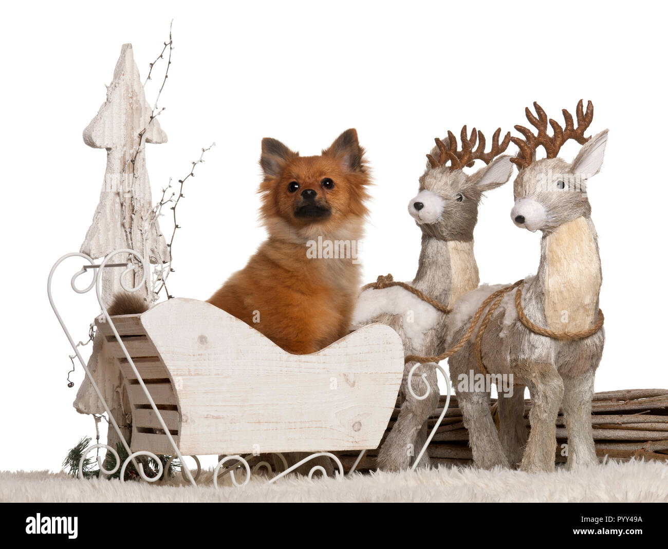 German spitz puppy hi-res stock photography and images - Alamy