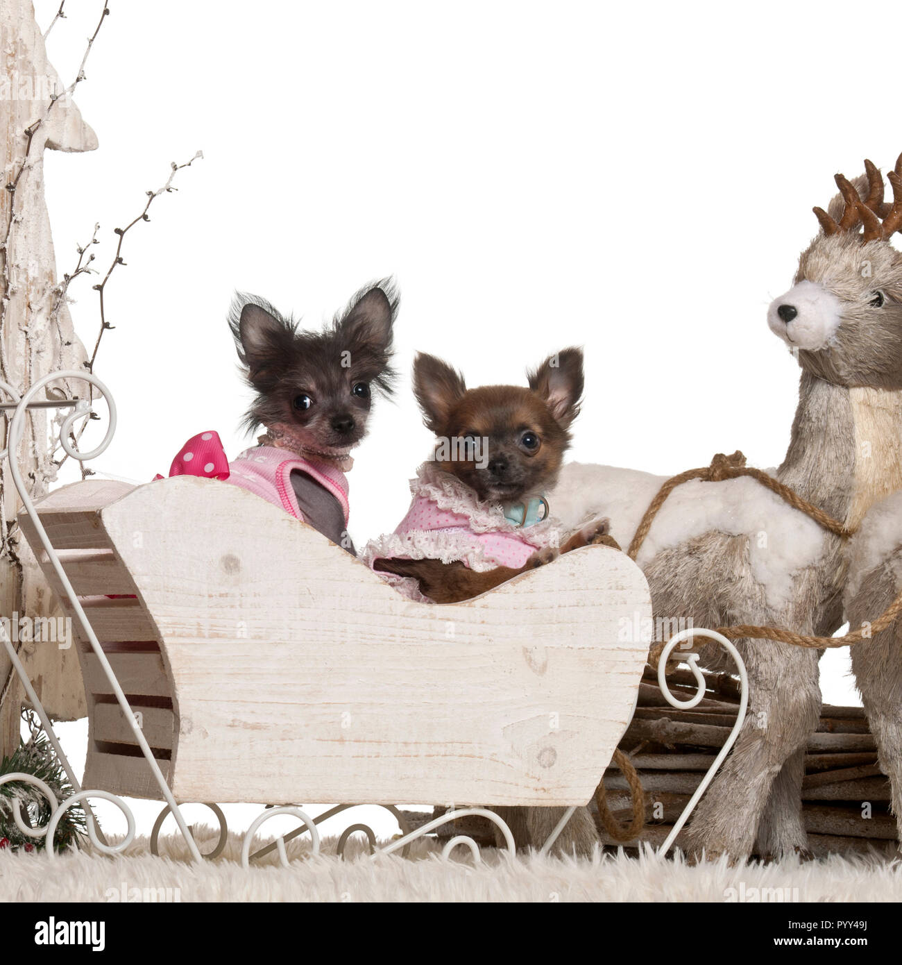 Chihuahua puppy, 12 weeks old, Chinese Crested Dog puppy, 3 months old ...