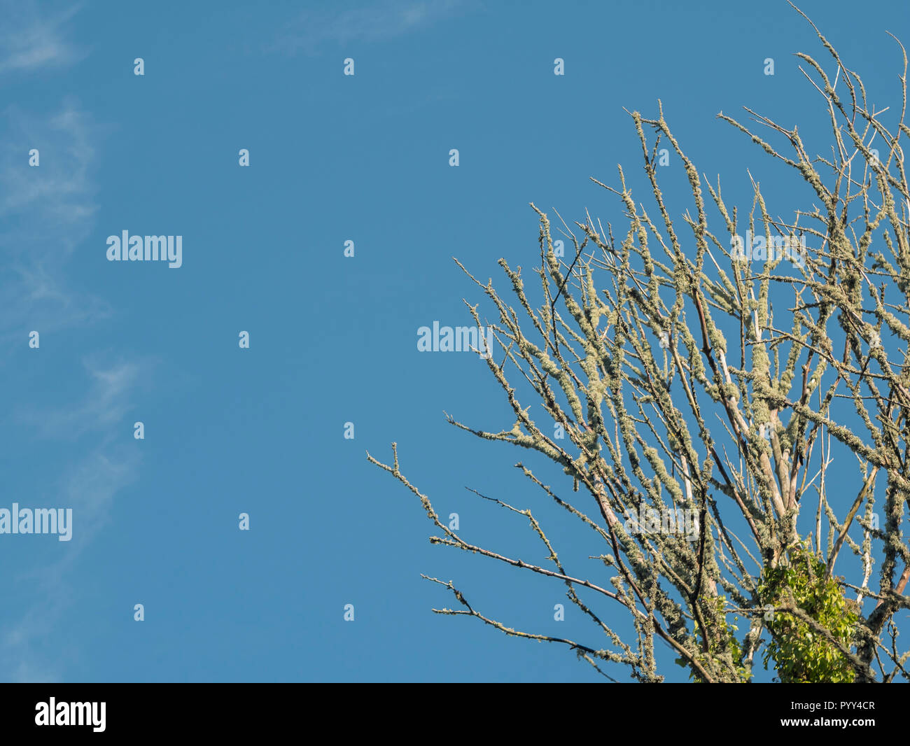 Lichen covered branches and twigs of a dead tree covered with Ivy ...