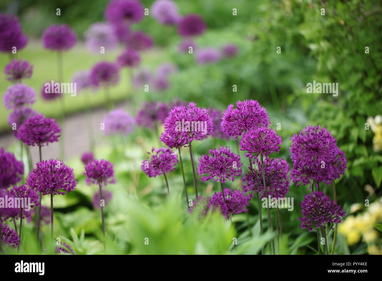Allium border hi-res stock photography and images - Alamy