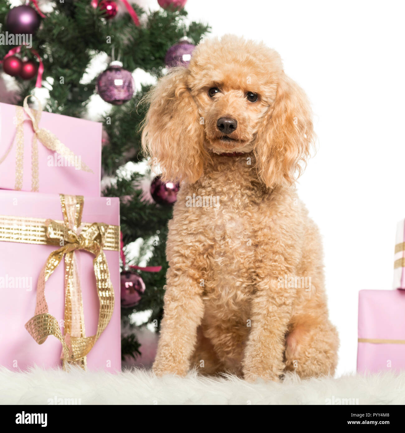 Poodle sitting in front of Christmas decorations against white ...