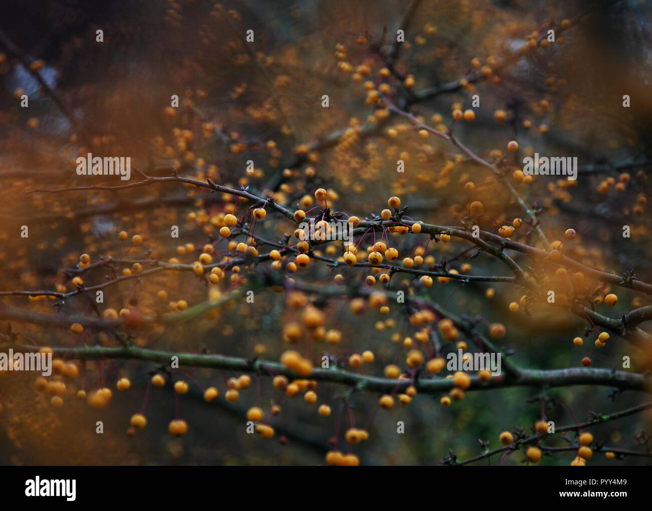 Tree with orange berries Stock Photo - Alamy