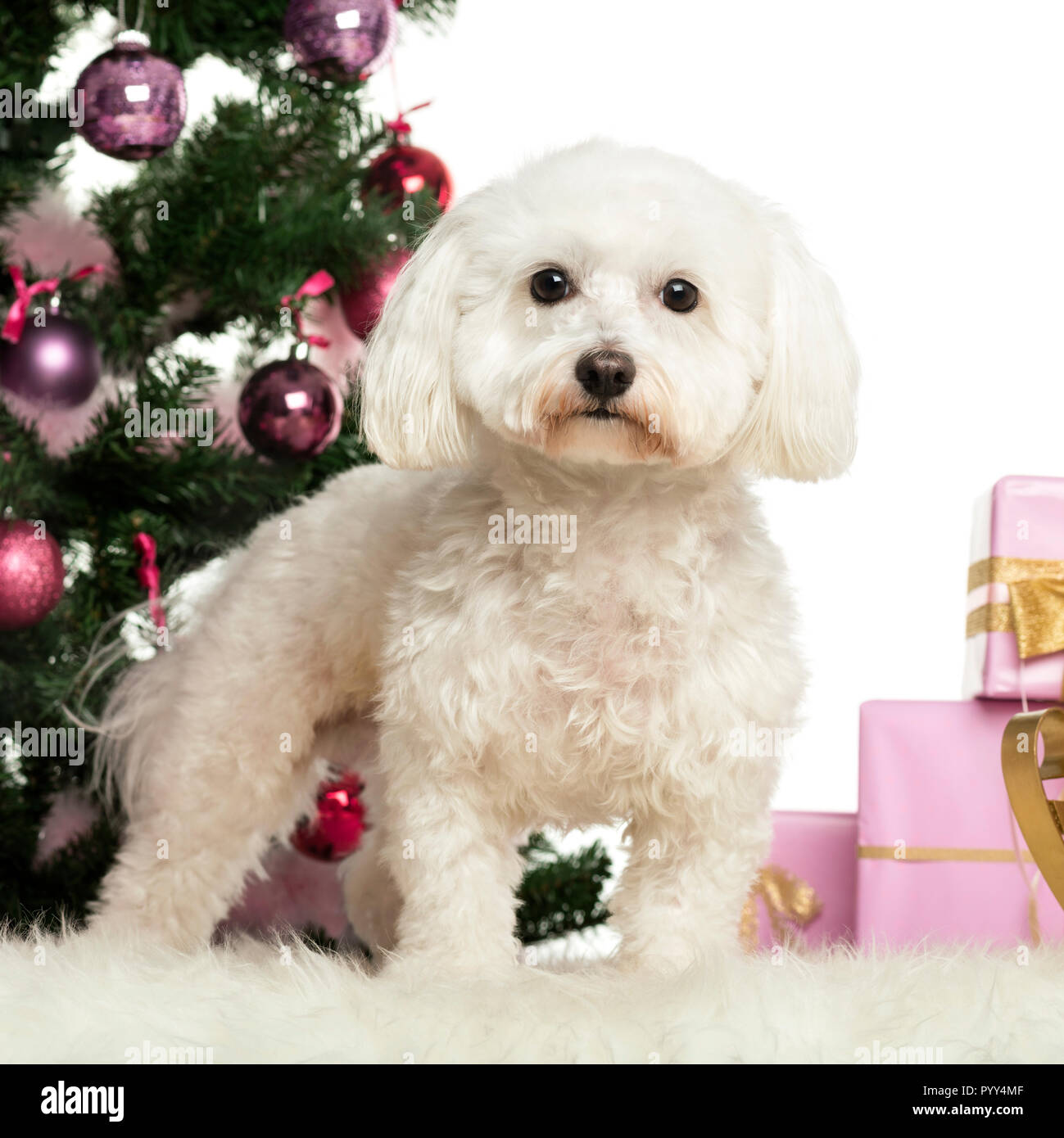 Maltese in front of Christmas decorations against white background ...