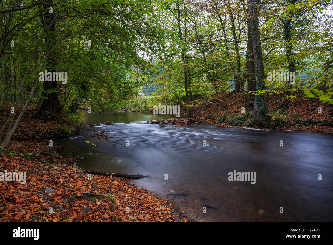 river in the forest Stock Photo - Alamy