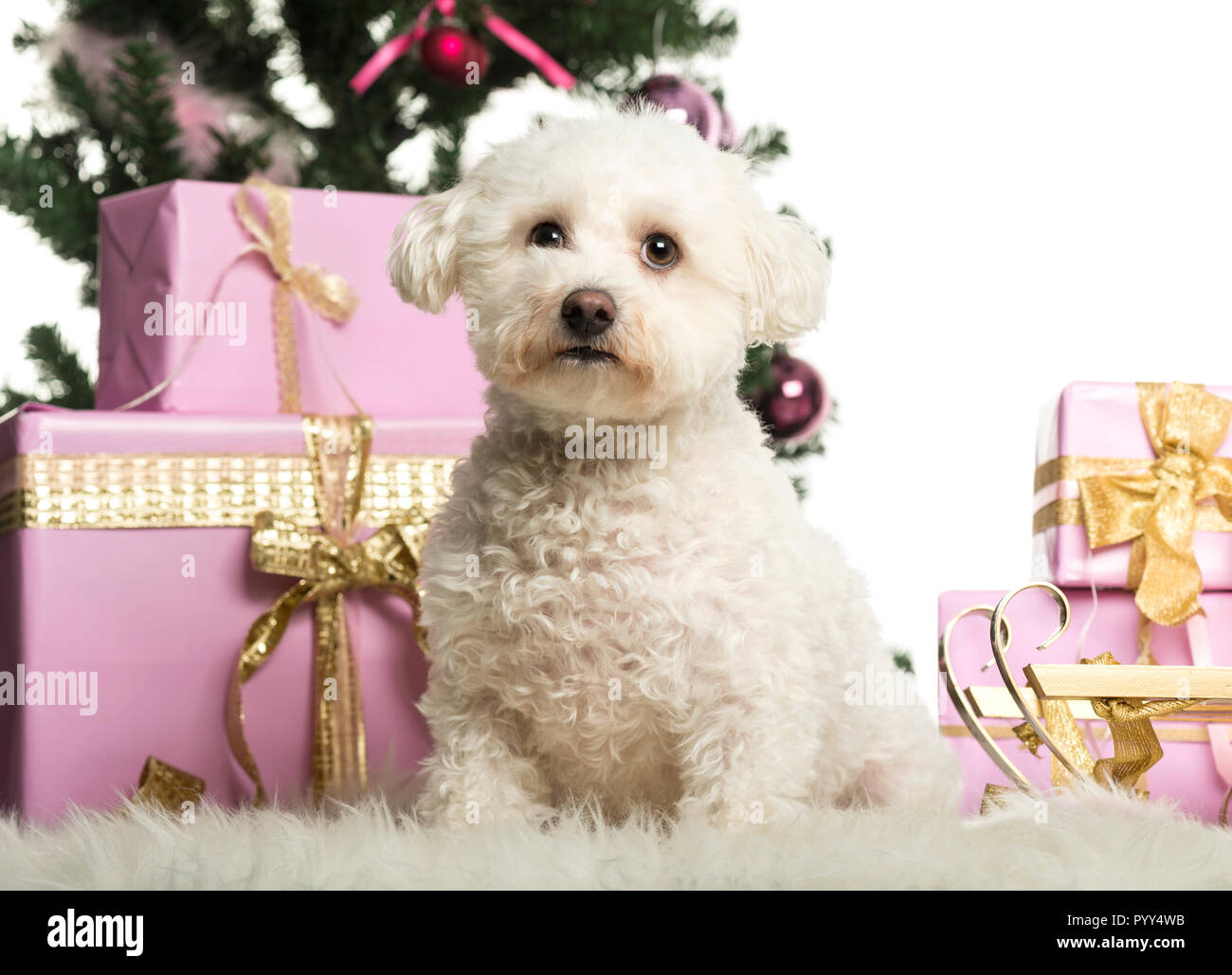 Bichon Frisé sitting in front of Christmas decorations against white ...