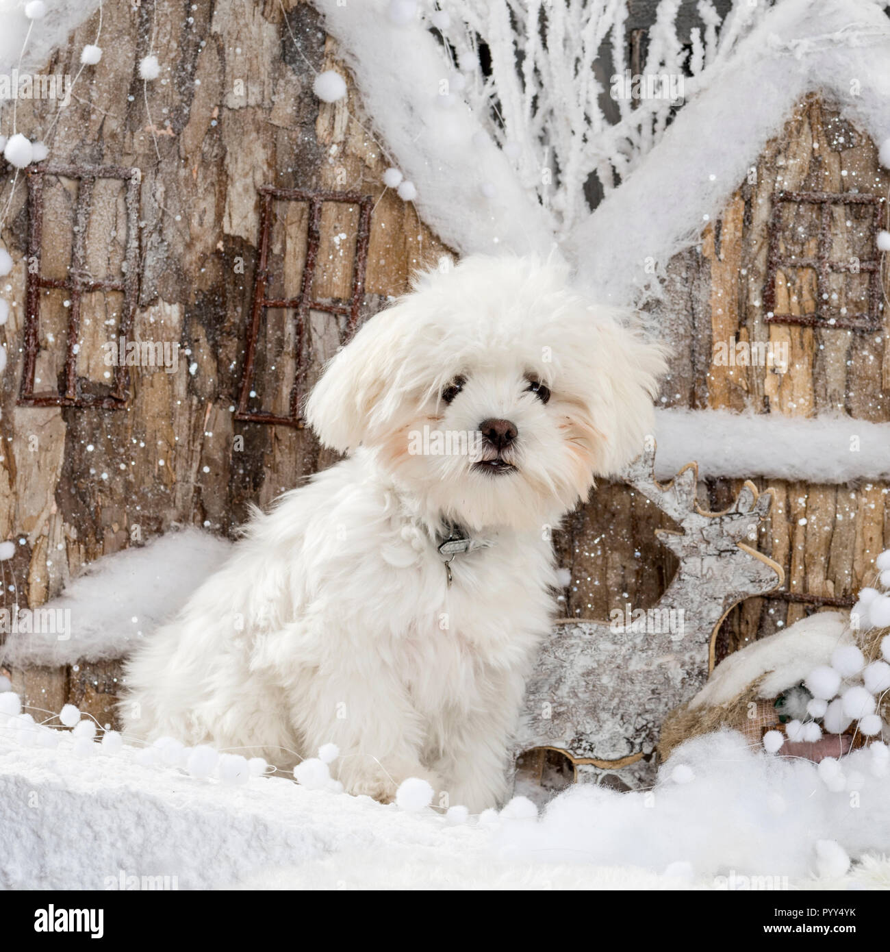 Maltese scenery hi-res stock photography and images - Alamy