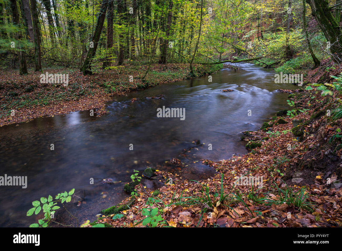 river in the forest Stock Photo - Alamy