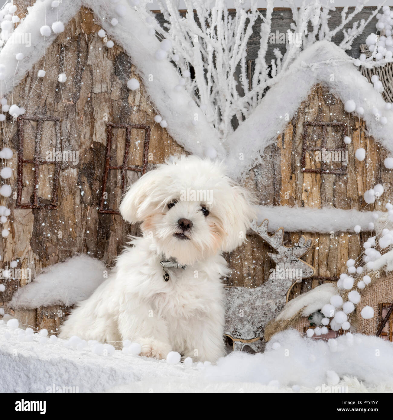 Maltese scenery hi-res stock photography and images - Alamy