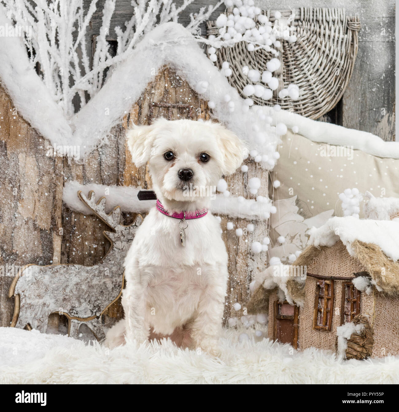 Maltese scenery hi-res stock photography and images - Alamy