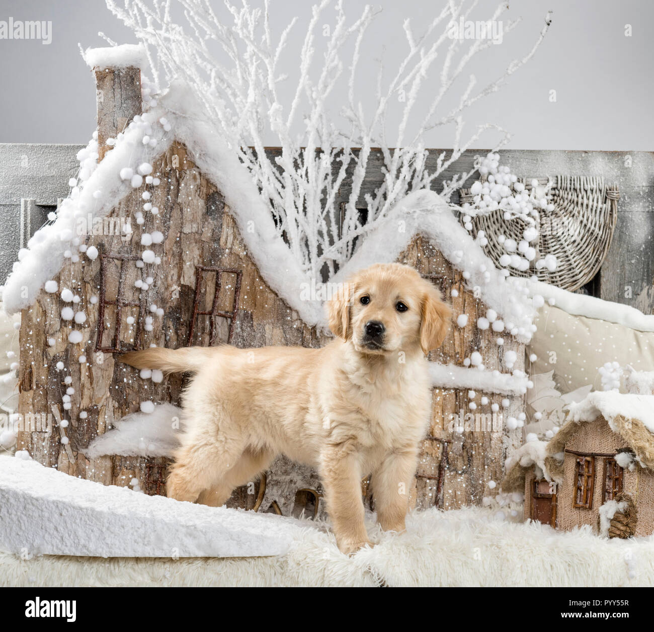 Christmas golden retriever dog hi-res stock photography and images - Alamy