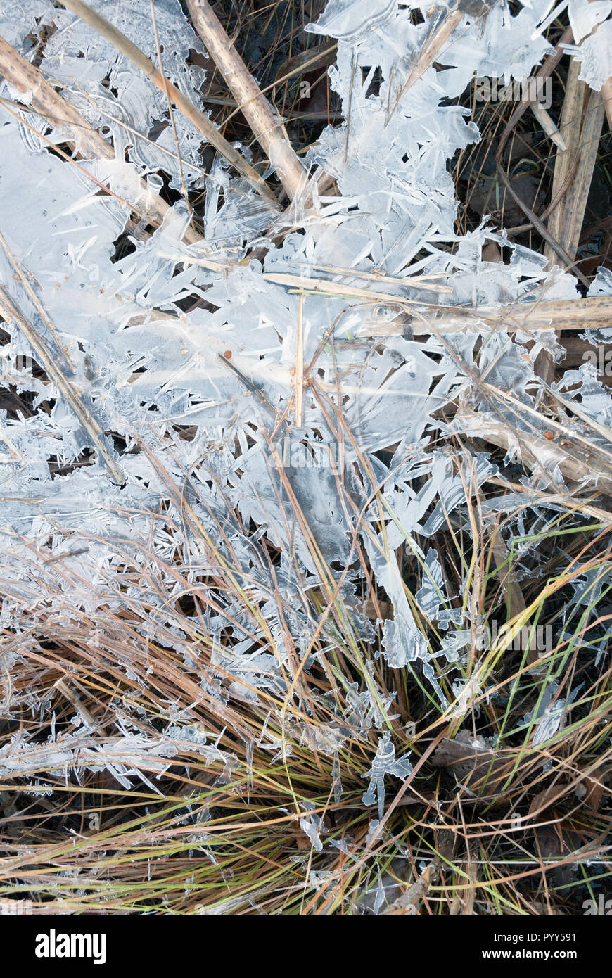 Frosted grasses hi-res stock photography and images - Alamy