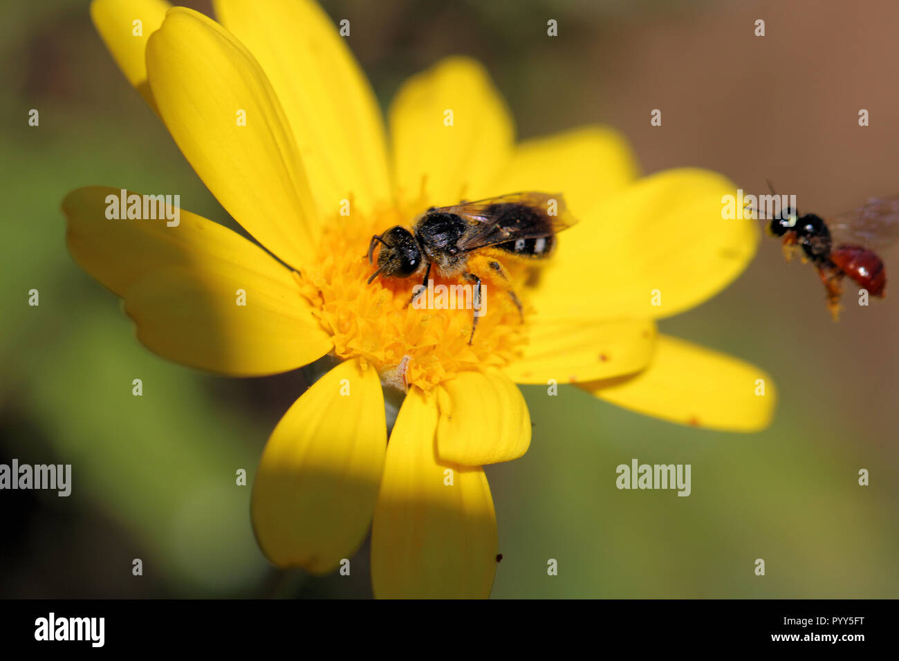 Australian native bee hi-res stock photography and images - Alamy
