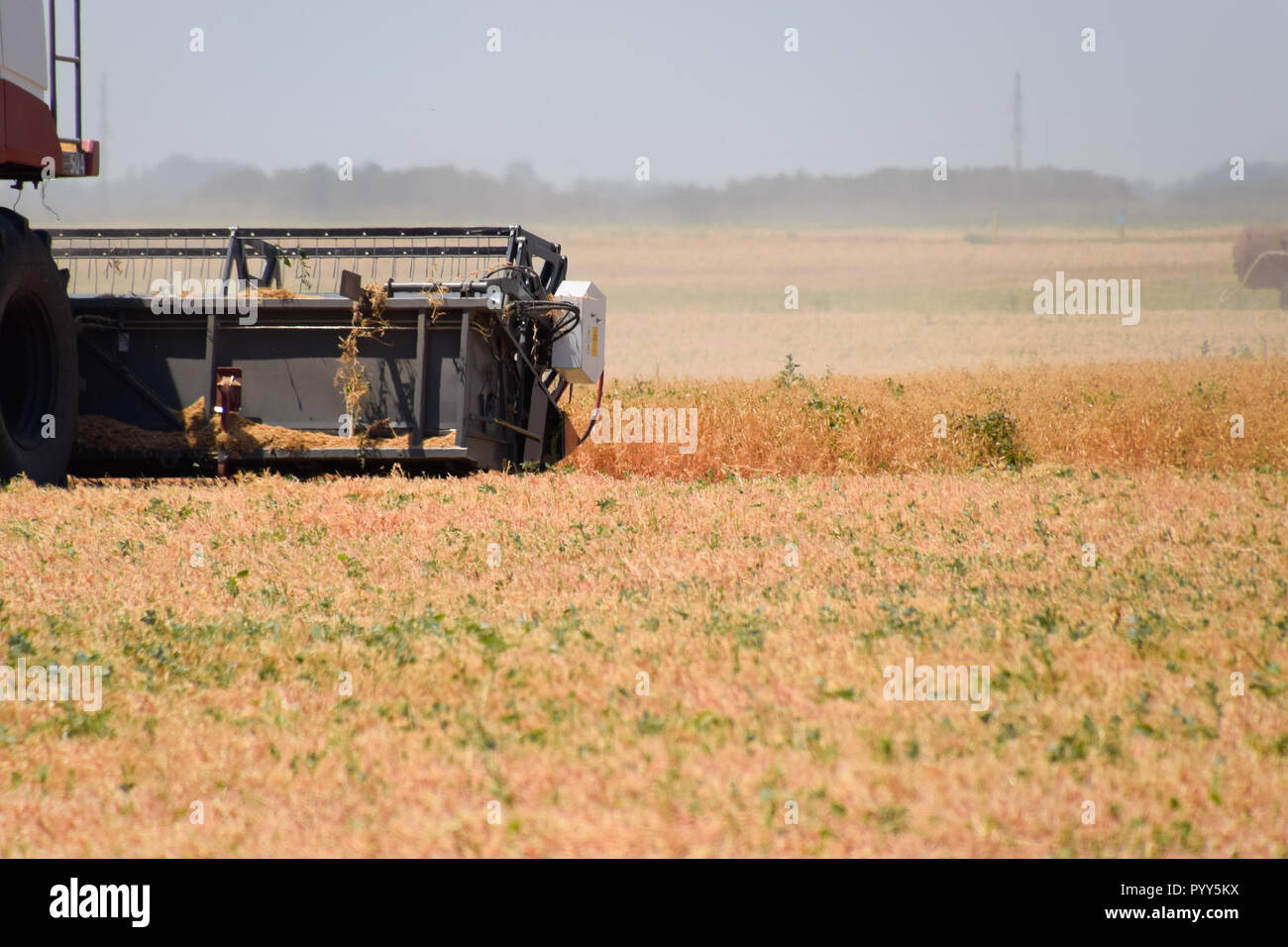 Harvesting peas with a combine harvester. Harvesting peas from the ...